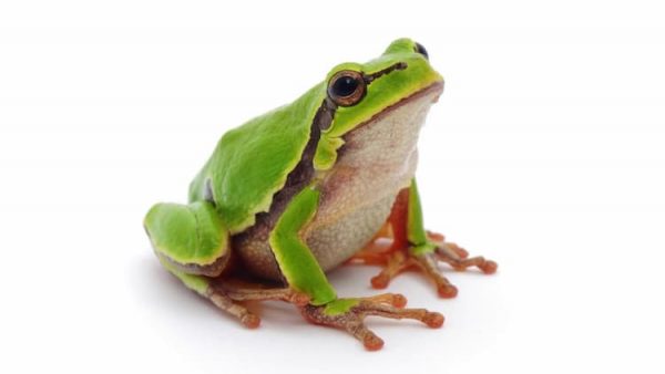 Dibujar Una Rana Paso A Paso | 👉ArteEscuela.com