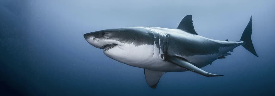 Dibujos De Tiburones Paso A Paso Cómo Dibujar Un Tiburón Kawaii